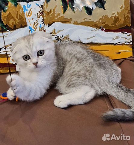 Очаровательный котёнок