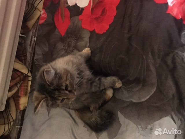 Кошечка очень пушистая, ласковая