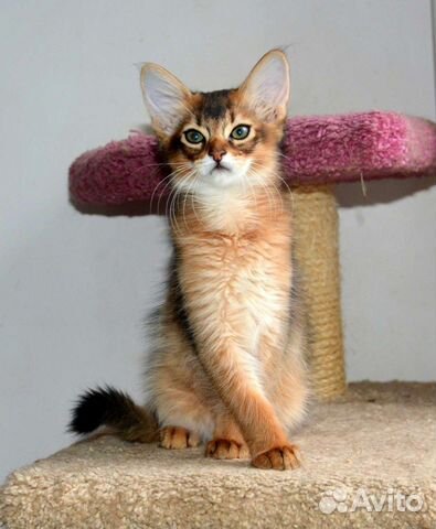 Сомалийские котята