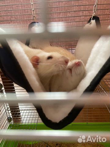 Вязка крысы