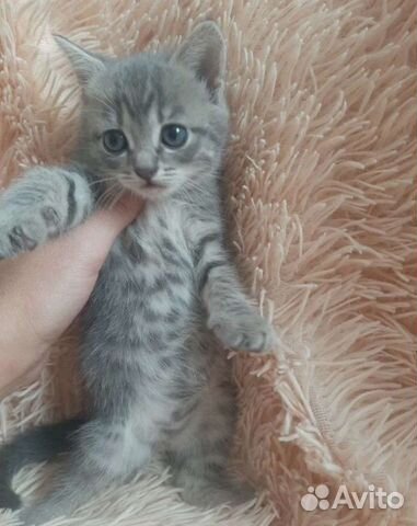 Британская кошка (котенок)
