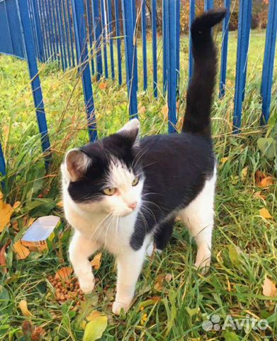 Для тех, кто хочет совершить добро Кошечка Черри