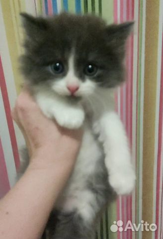 Котенок в добрые руки