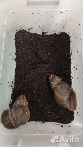 Улитки ахатины бесплатно