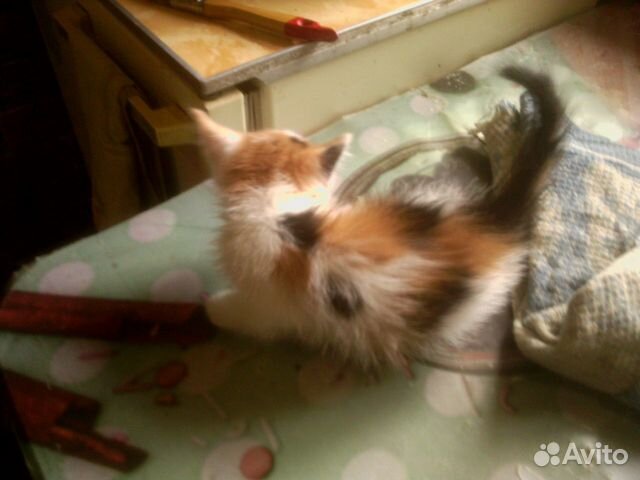 Котенок девочка безплатно