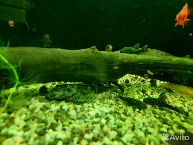 Аквариумные рыбы бесплатно