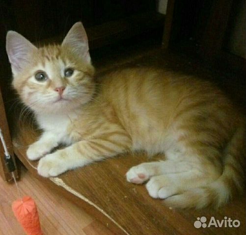 Рыжик ищет маму