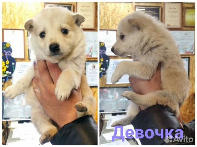 Очаровательные щенульки ищут дом