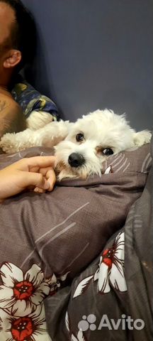 Мальтезе вязка