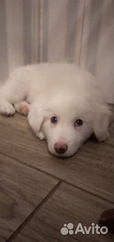 Щенок в добрые руки бесплатно