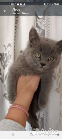 Кошки породистые бесплатно