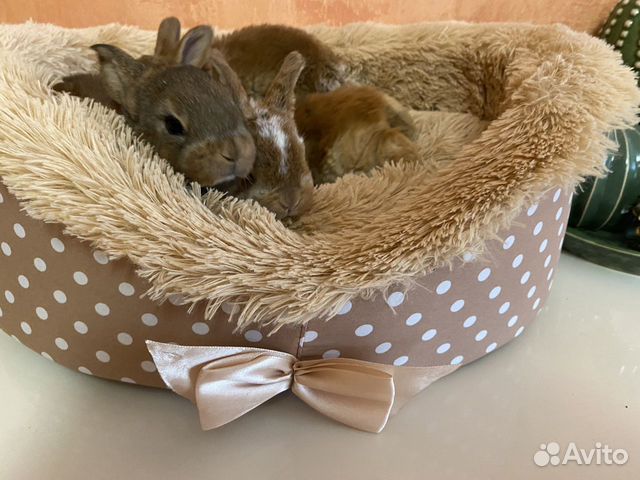 Декоративные кролики рекс