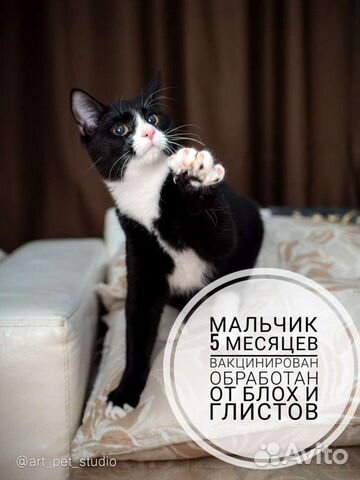 Котята