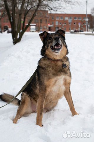 Отличный пес Марти