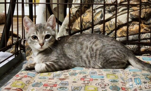 Кошка, котенок 6 месяцев