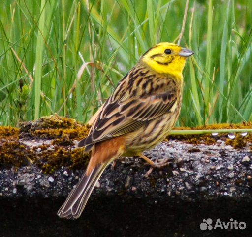 Овсянка обыкновенная