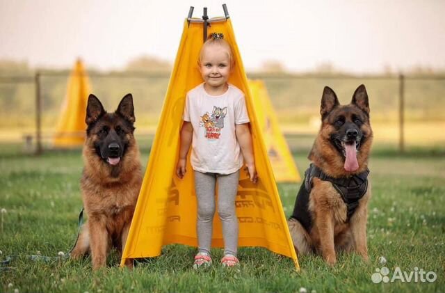 Лучший питомник 2021. Щенки немцы