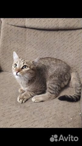 Котёнок (мальчик 4,5 мес)