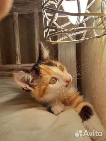 Котёнок девочка, 2 месяца, снималась в фильме)