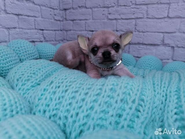 Нежный мальчик