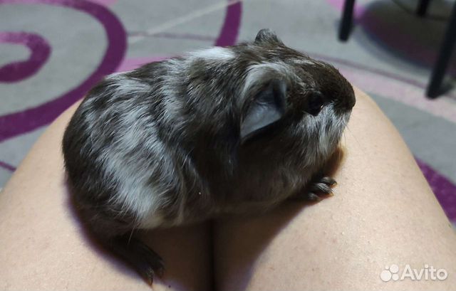 Морская свинка скинни карьер