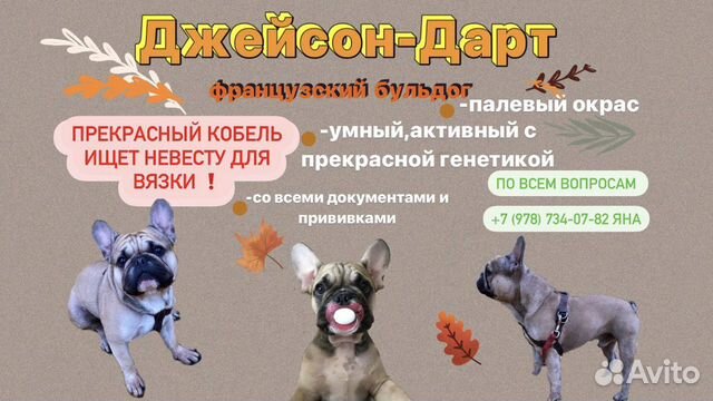 Вязка француского бульдога