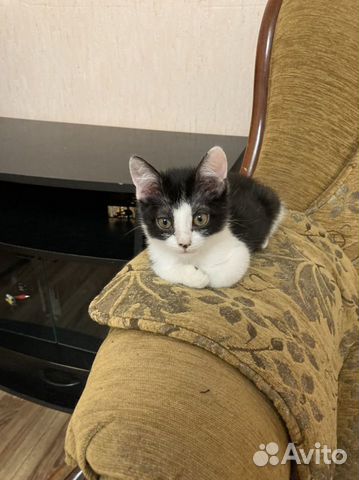 Котенок Шушик в добрые руки