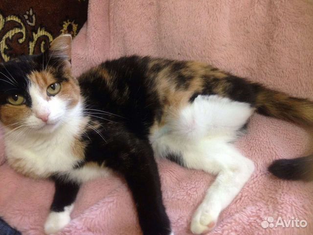 Кошка стерилизованная