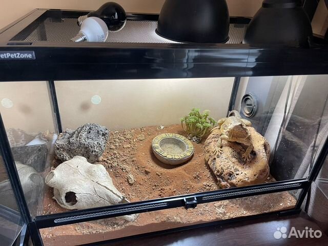 Бородатая агама с террариумом и допами