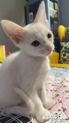 Белый котенок