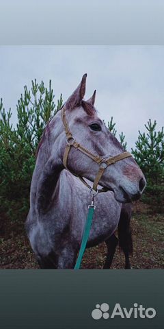 Продажа лошадей кобыла