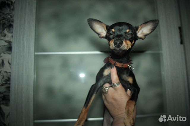 Жгучий брюнет той терьер