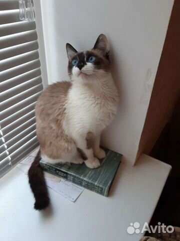 Полусиамка ищет сиамского кота