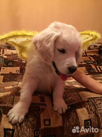 Белые ангелы