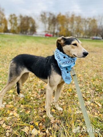 Спасите собаку из приюта