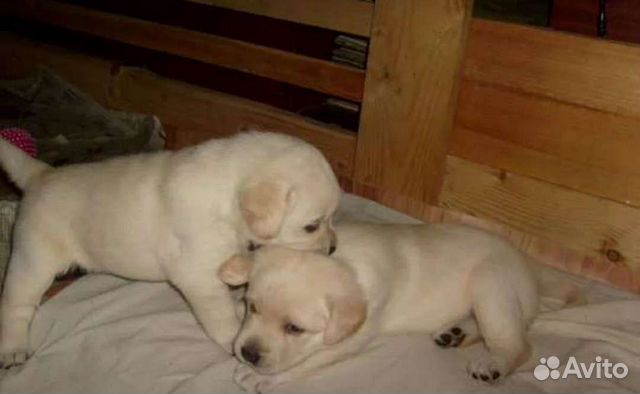 Палевые пупсики