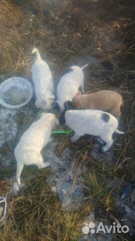 Щенята дворняги