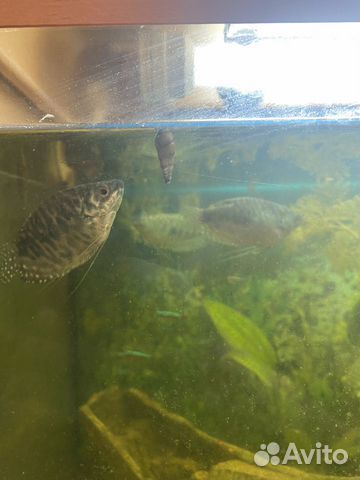 Гурами мраморный 3шт