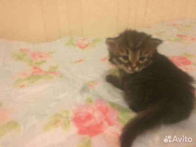 Котенок помесь Сибирского