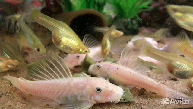 Анциструс L144 Snow White