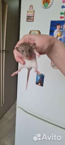 Очаровашки Крысята Дамбо