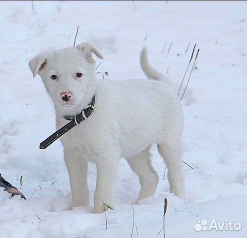 Собака