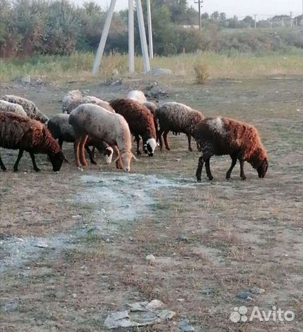Овцы бараны ягнята