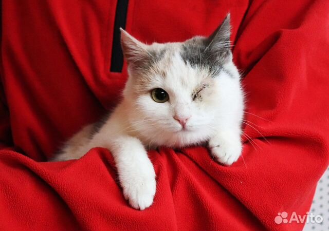 Особенная кошечка ищет семью
