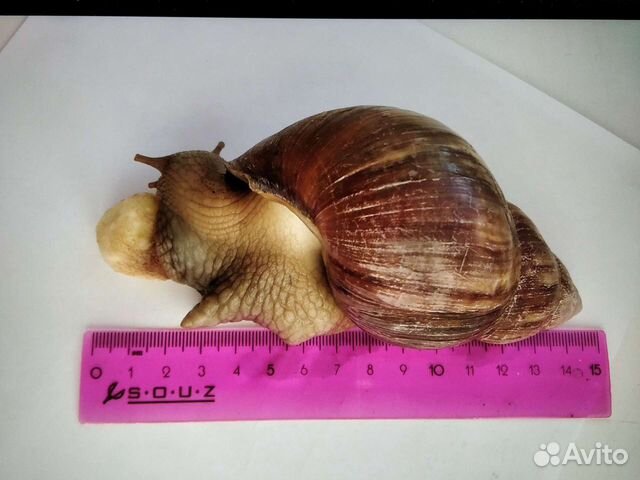 Улитка ахатина