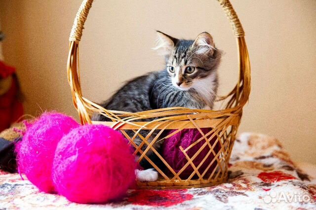 Котик Мартин, лоток знает