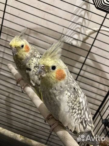 Попугай корелла с клеткой