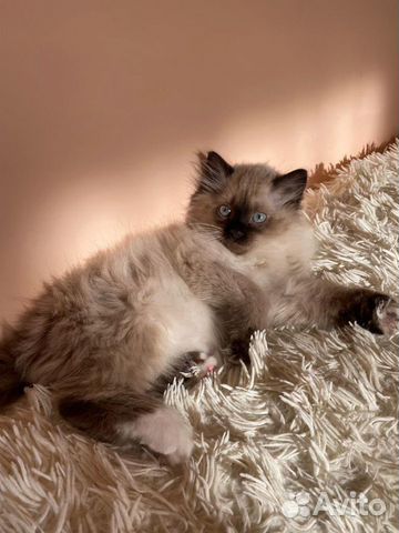 Невская маскарадная