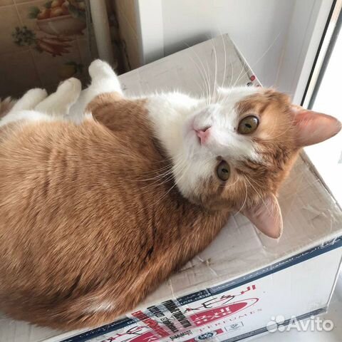 Отдам котика в добрые лапы