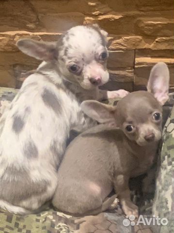 Мраморные и лиловые детки гш т дш